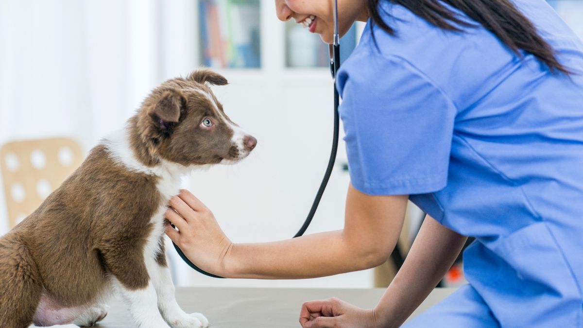 7 Penyakit Kulit pada Anjing dan Cara Mengatasinya - KlikDokter